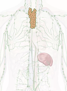 Timo – Corpo Umano